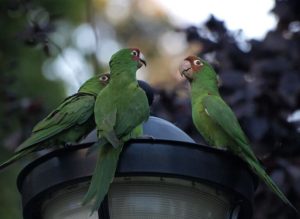 Where To Find San Francisco's Parrots - San Francisco Tour Co.