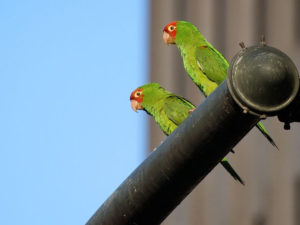 Where To Find San Francisco's Parrots - San Francisco Tour Co.